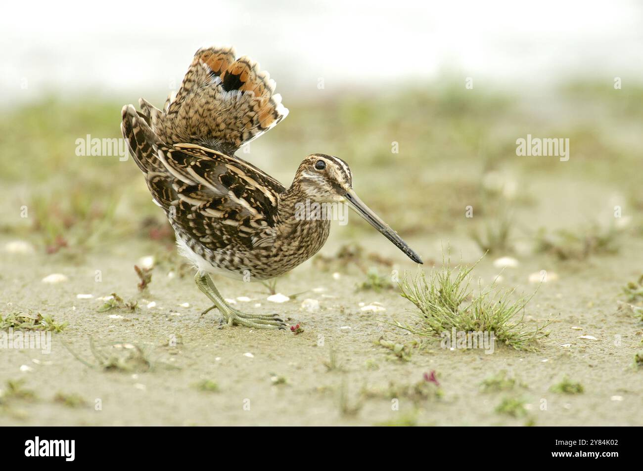 Snipe in warning pose. Snipe in defence pose Stock Photo - Alamy