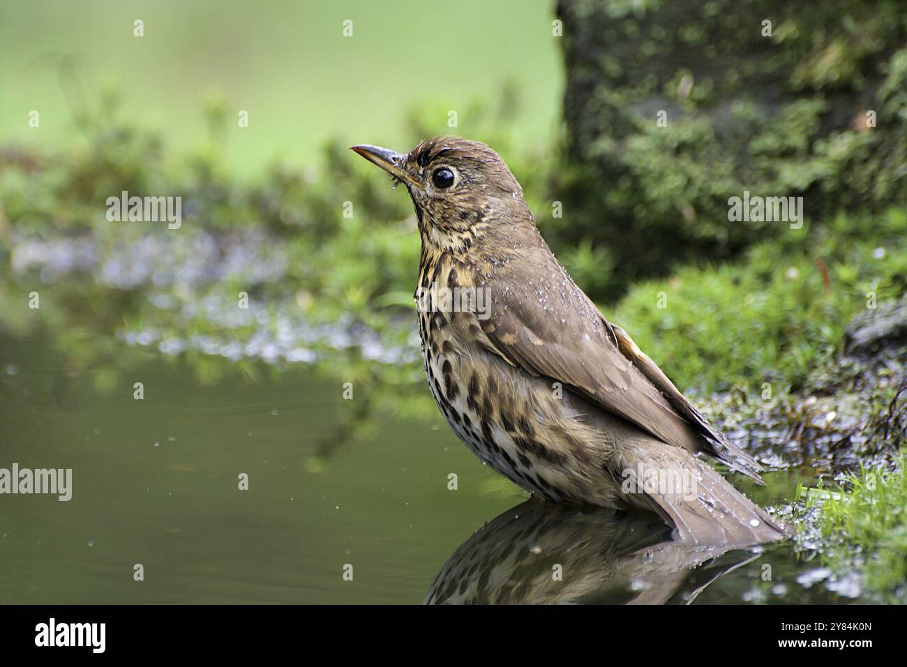 Bathing song thrush. Song Trush takes a bath Stock Photo - Alamy