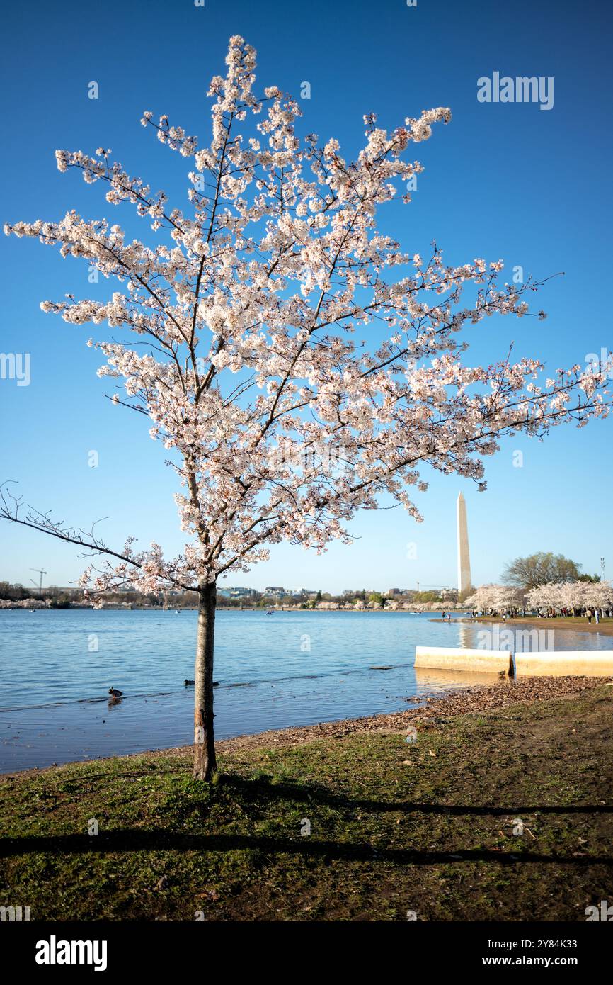 WASHINGTON DC, United States — Cherry blossoms in full bloom frame the ...
