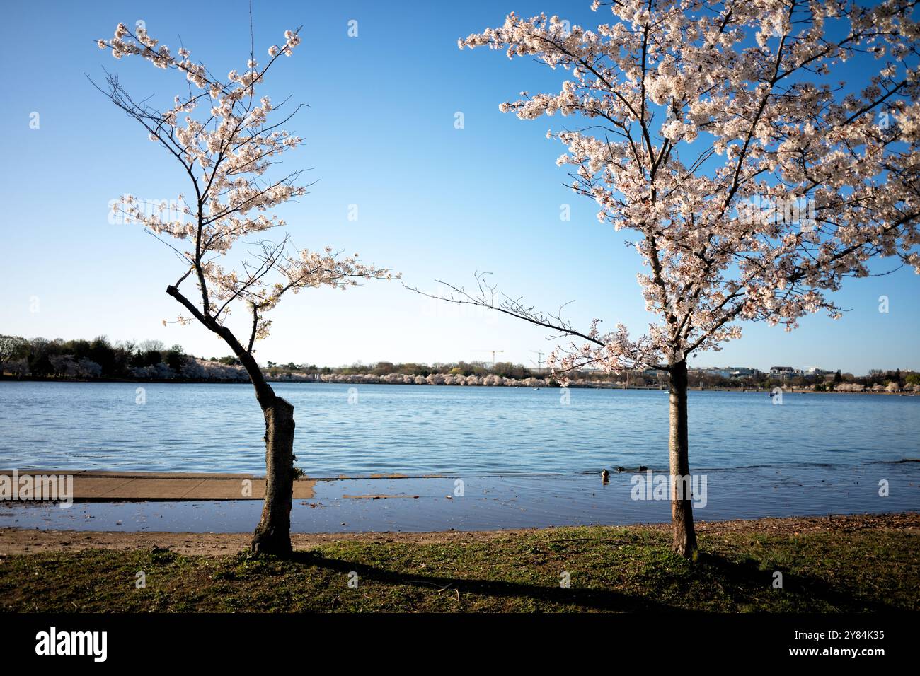 WASHINGTON DC — Small cherry trees with stunted growth bloom along the ...