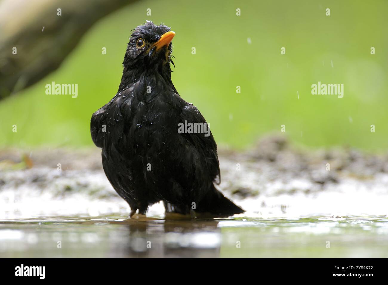 Man takes bath on hi-res stock photography and images - Alamy