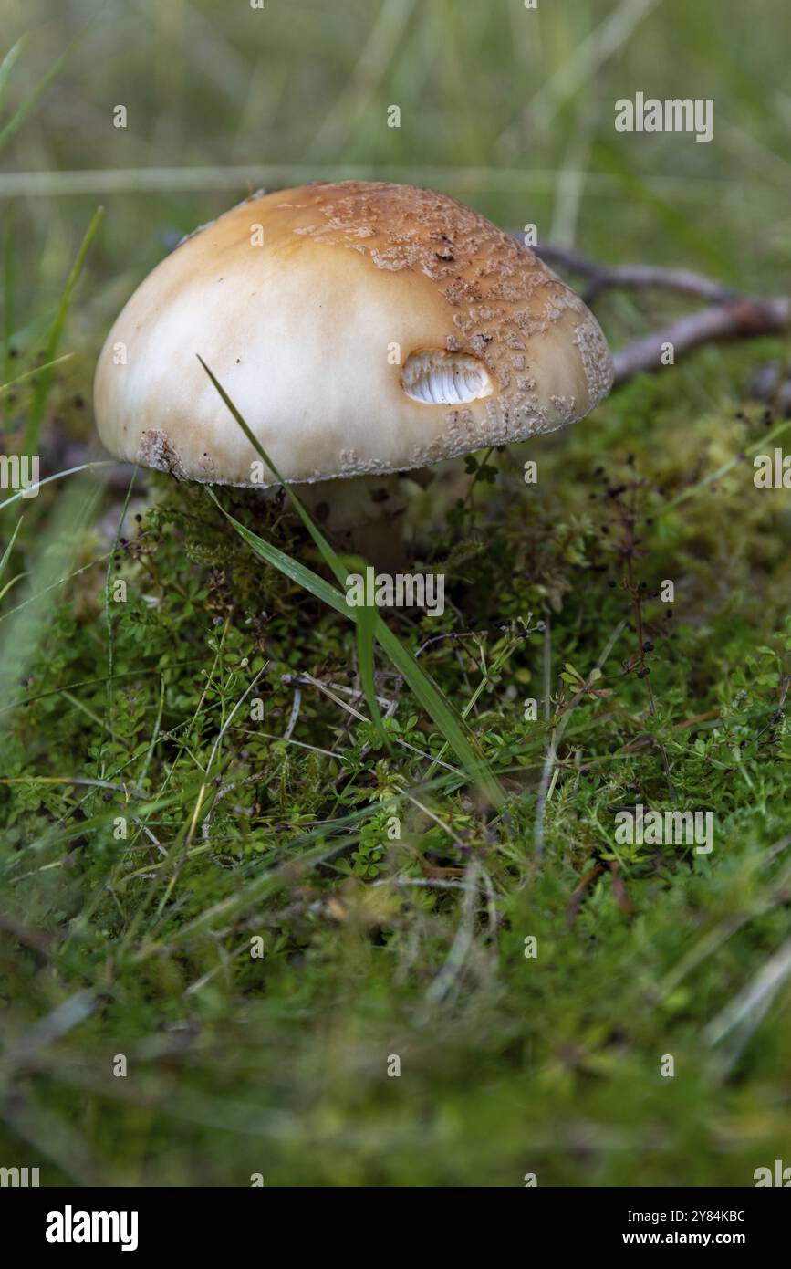 Pearl mushroom, Amanita rubescens, Balgowan, Laggan, Newtonmore ...