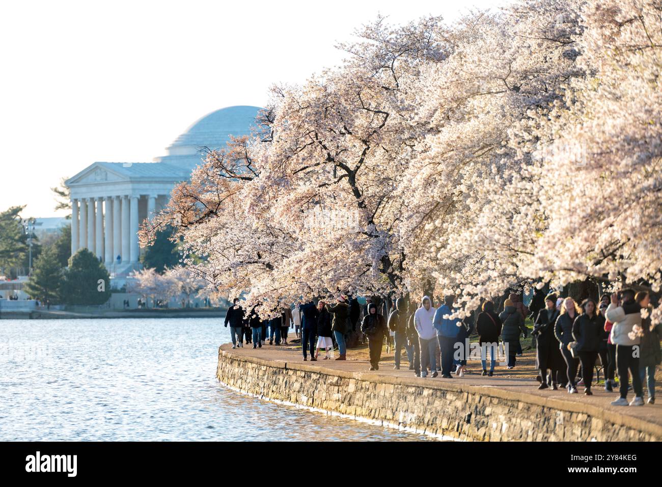 WASHINGTON DC, United States — Crowds of visitors walk under blooming ...