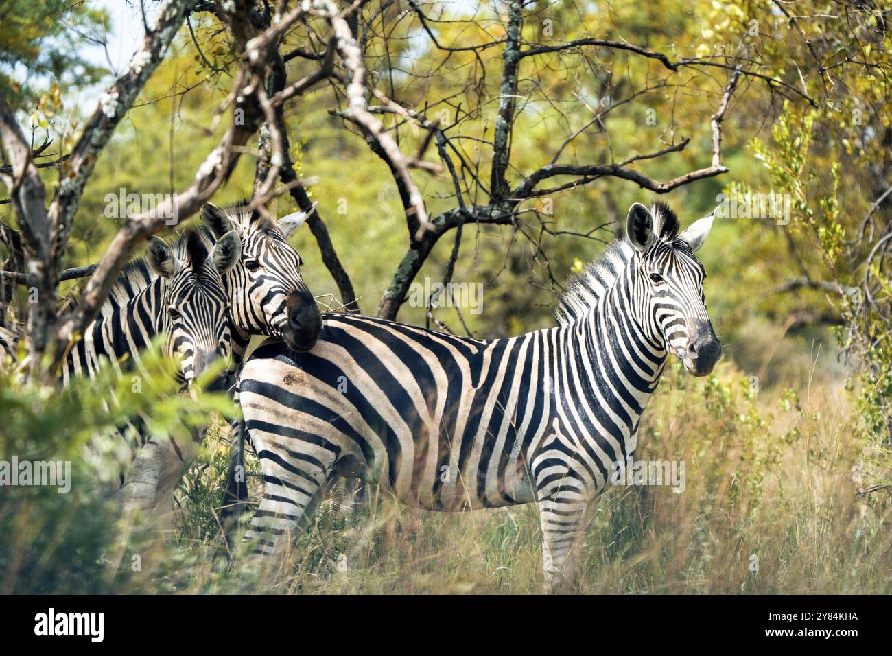 Zebra group, South Africa, Geuteng, Africa Stock Photo - Alamy