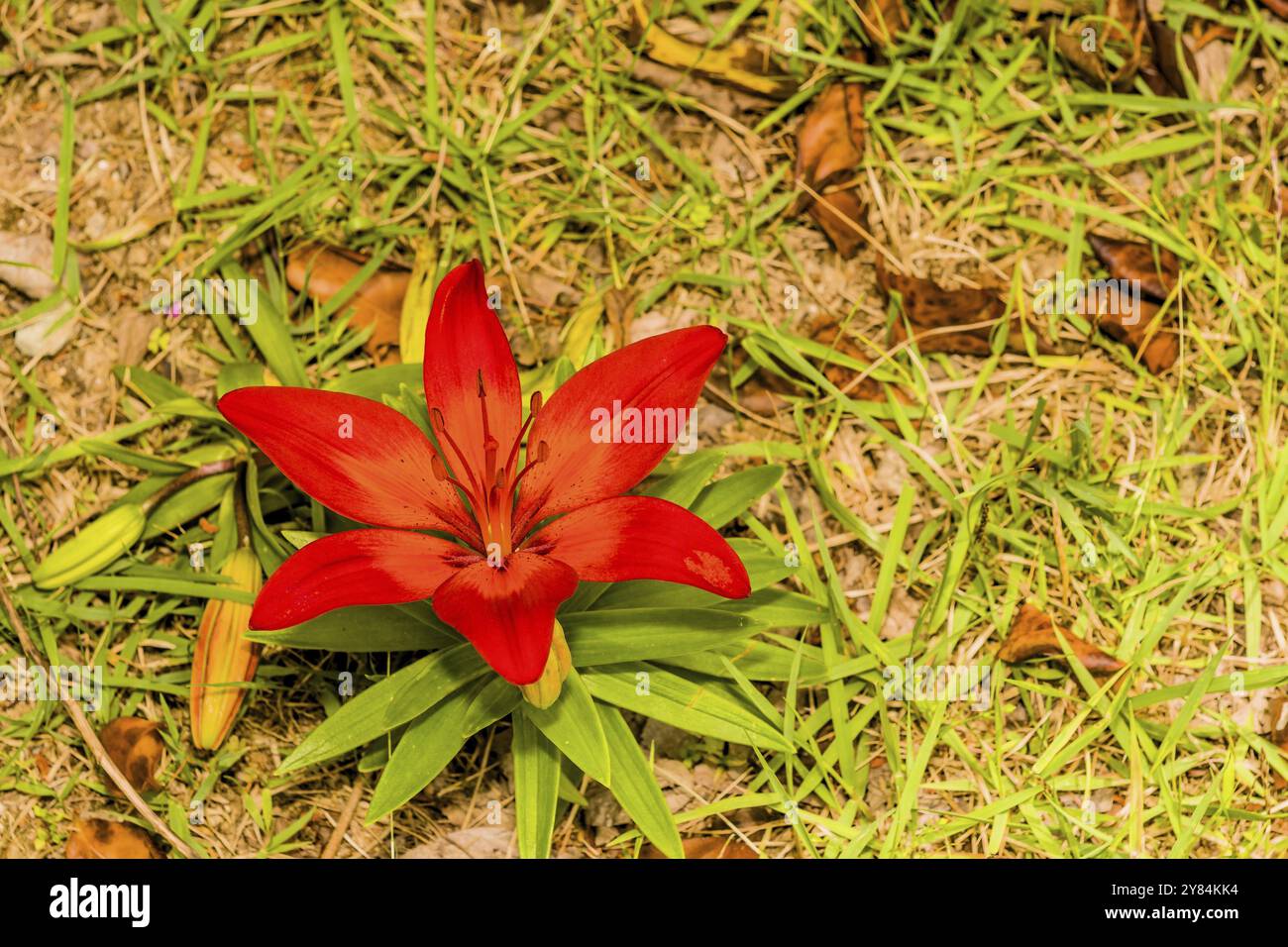 Vibrant red Asiatic lily (lilium-fleur) among green grass, in rural ...