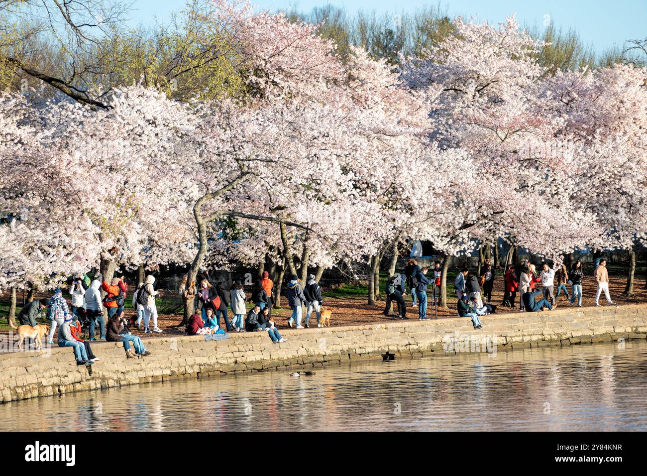 WASHINGTON DC — Visitors walk and sit beneath cherry blossom trees in ...