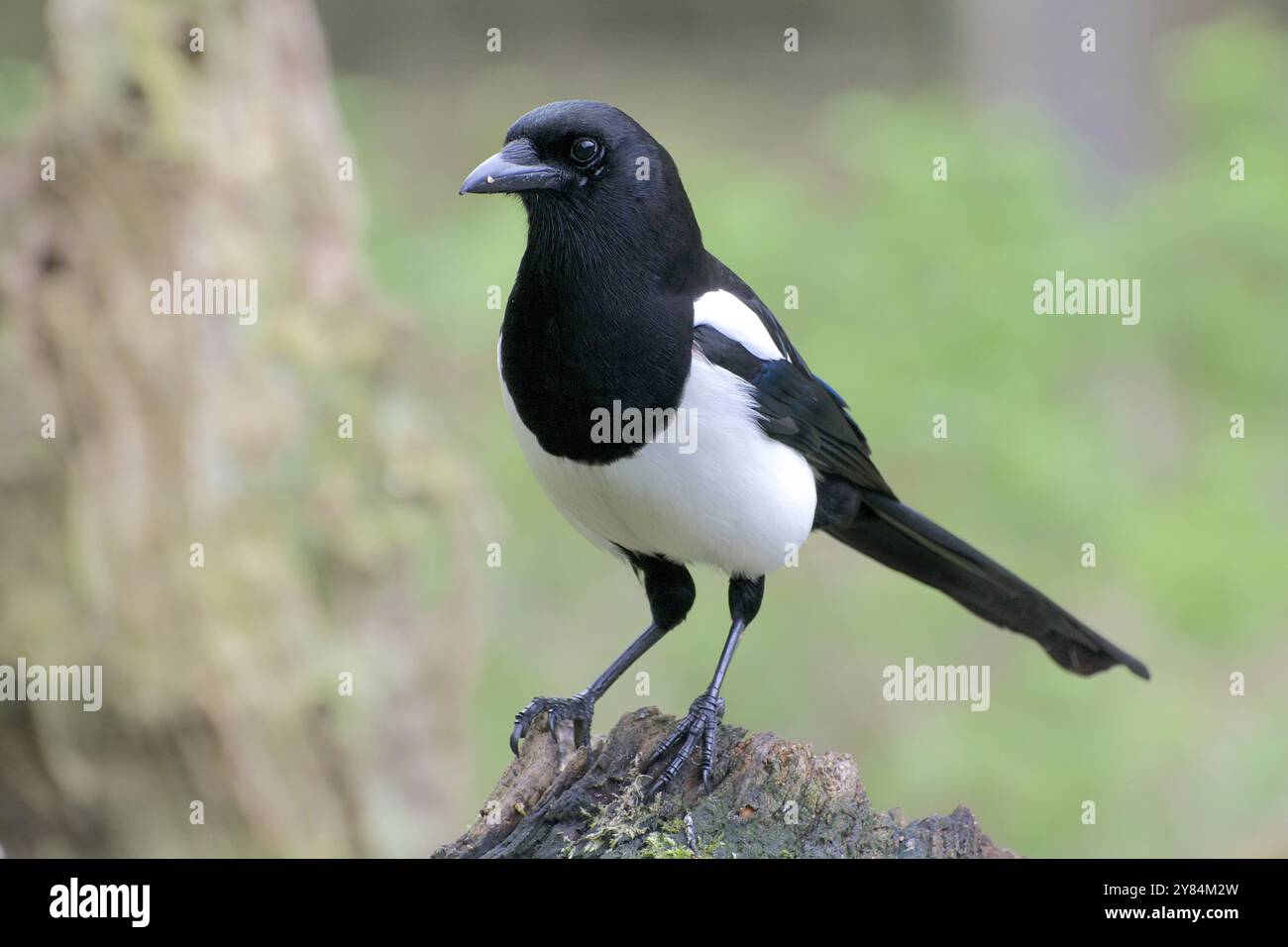 Magpies natural habitat hi-res stock photography and images - Alamy