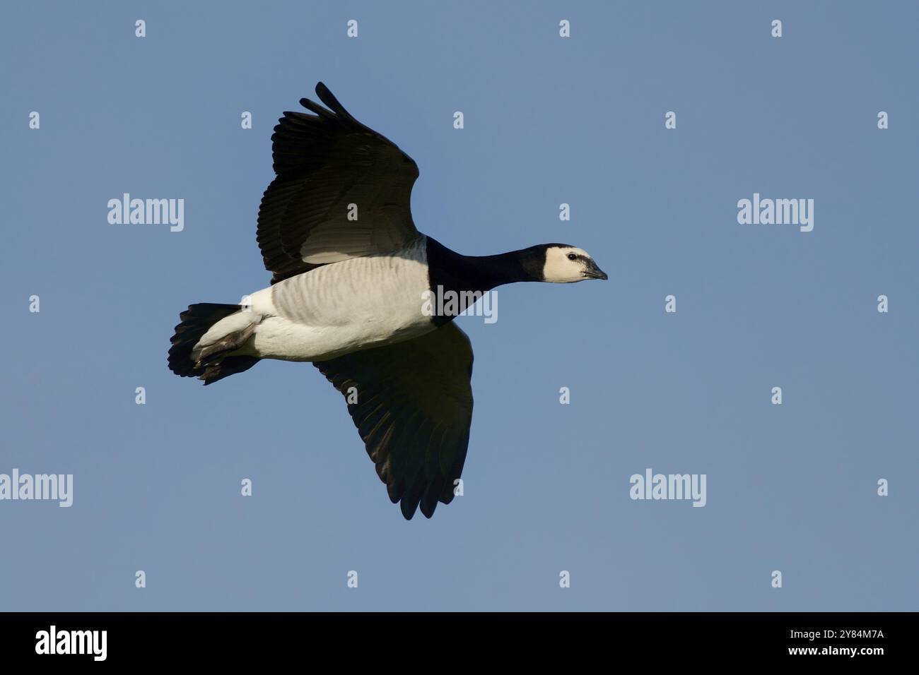 Flying White-fronted Goose Barnacle Goose flying Stock Photo - Alamy