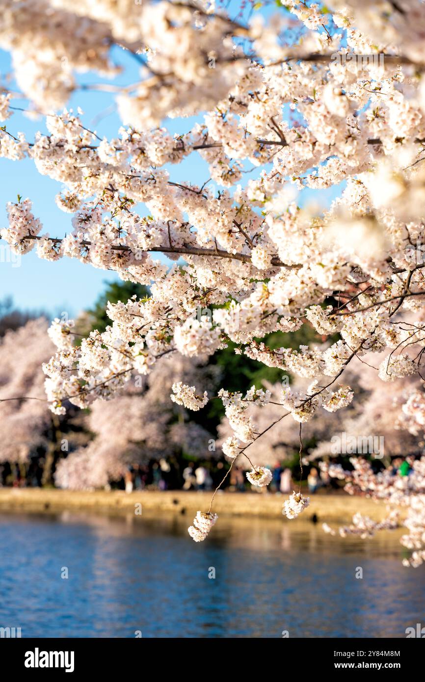 WASHINGTON DC, United States — A breathtaking panoramic view of cherry ...