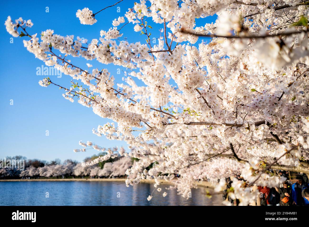 WASHINGTON DC — Yoshino cherry blossoms are in full bloom along the ...