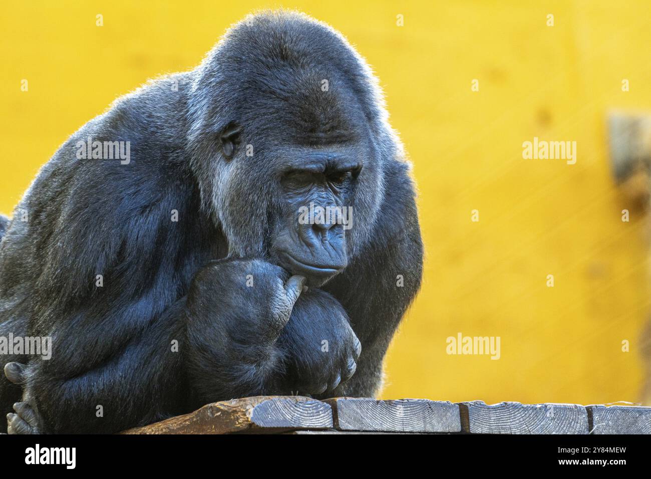 Gorilla sitting and looking to the camera hi-res stock photography and ...