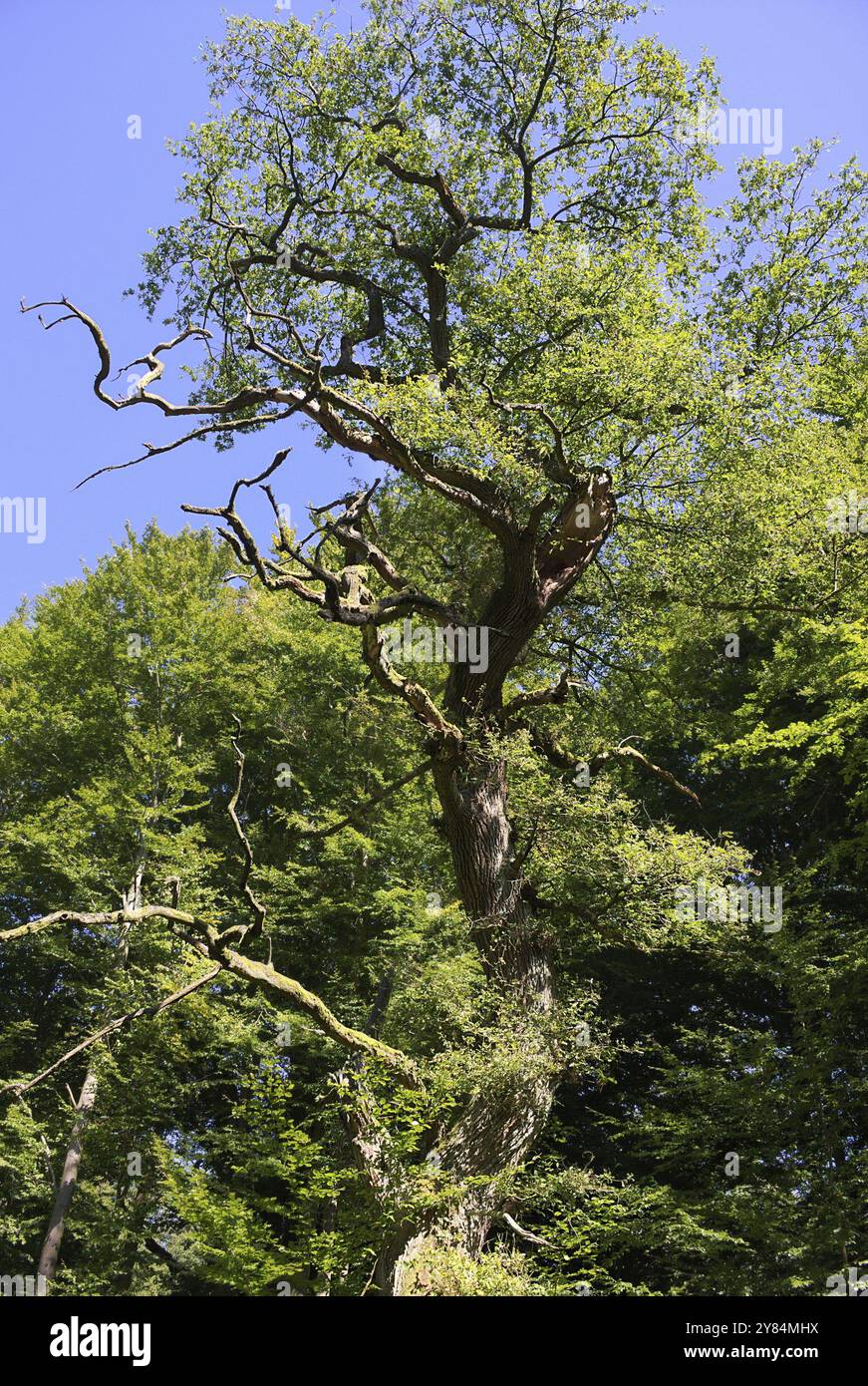 One of the largest continuous forests in europe hi-res stock ...