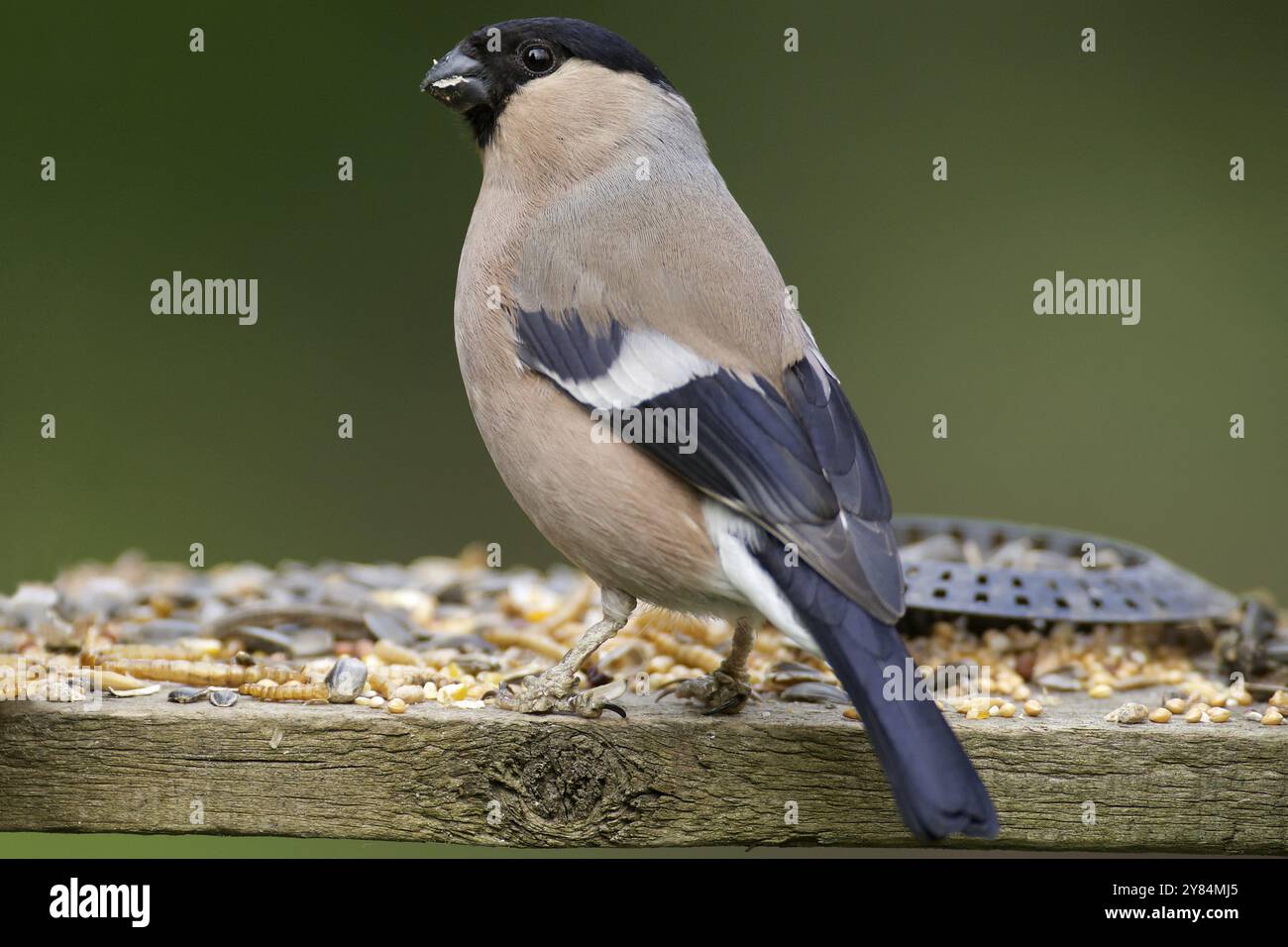 Female Bullfinch at a feeding table Stock Photo - Alamy