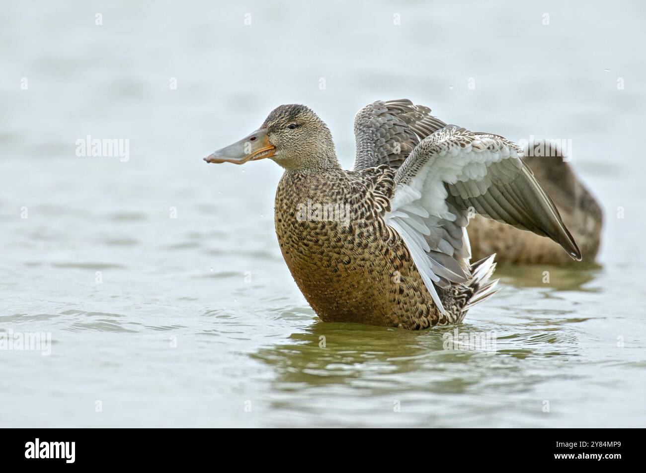 Stretch the wings. Stretching the wings Stock Photo - Alamy