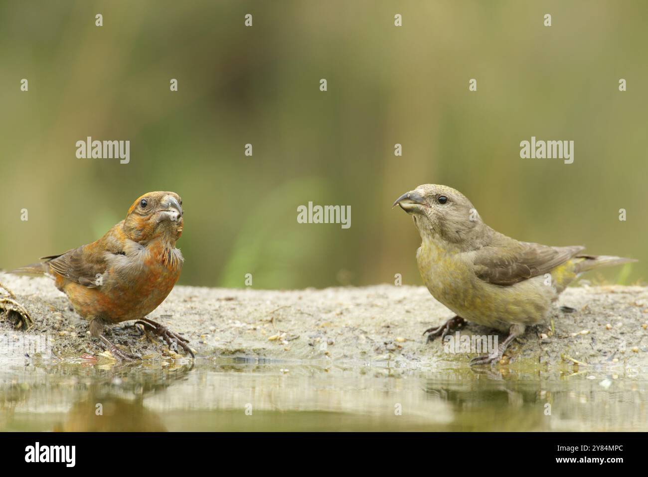 A pair of Red Crossbills (male and female) drinking water. A pair of Red Crossbills drinking ...