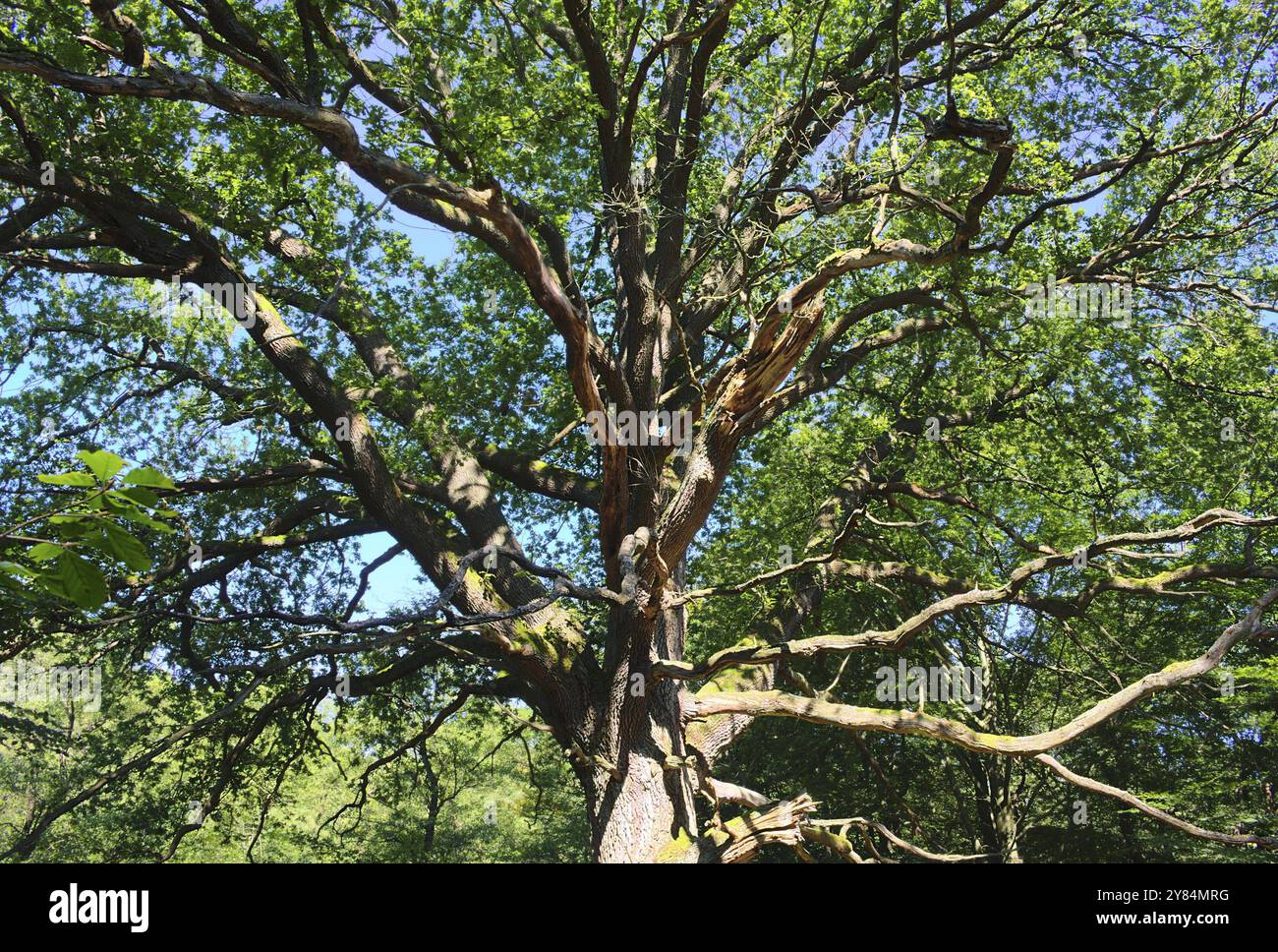 Sparsely populated area with trees hi-res stock photography and images ...