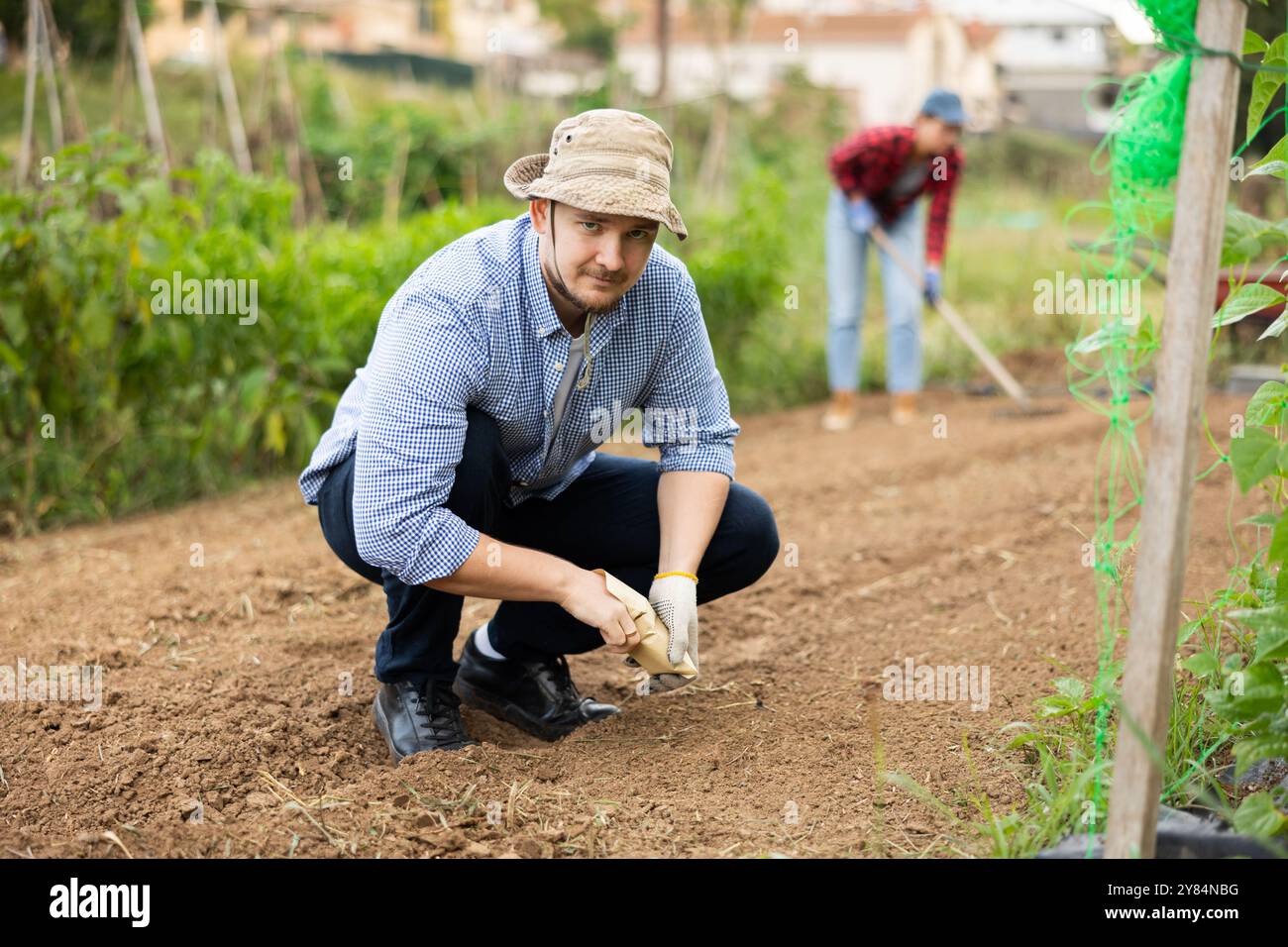 Guy is planting seeds in open ground Stock Photo - Alamy