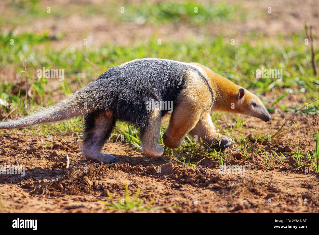 Southern tamandua (Tamandua tetradactyla) Pantanal Brazil Stock Photo ...