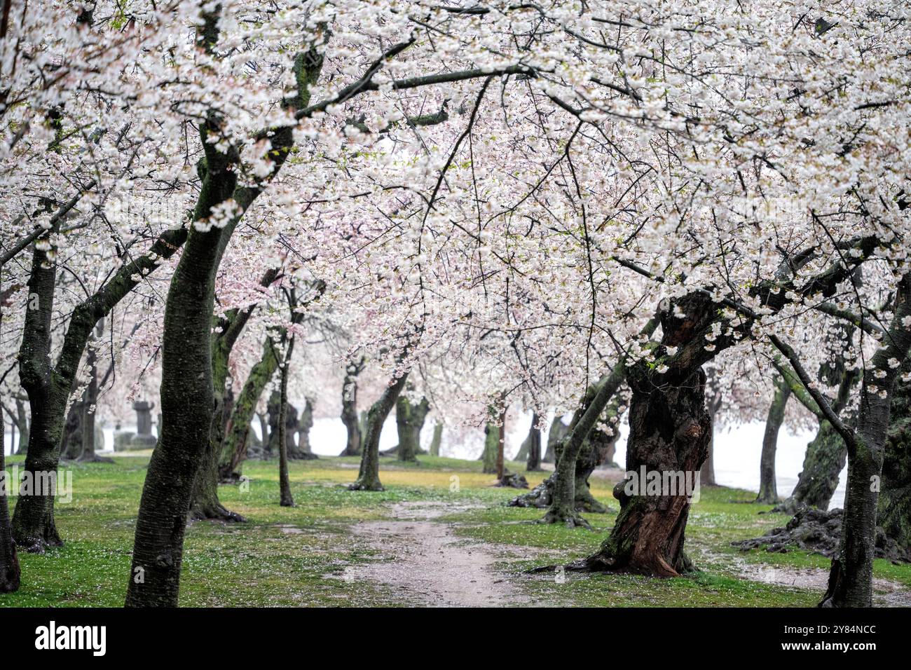 WASHINGTON DC — Rain causes petals to fall from Yoshino cherry trees ...