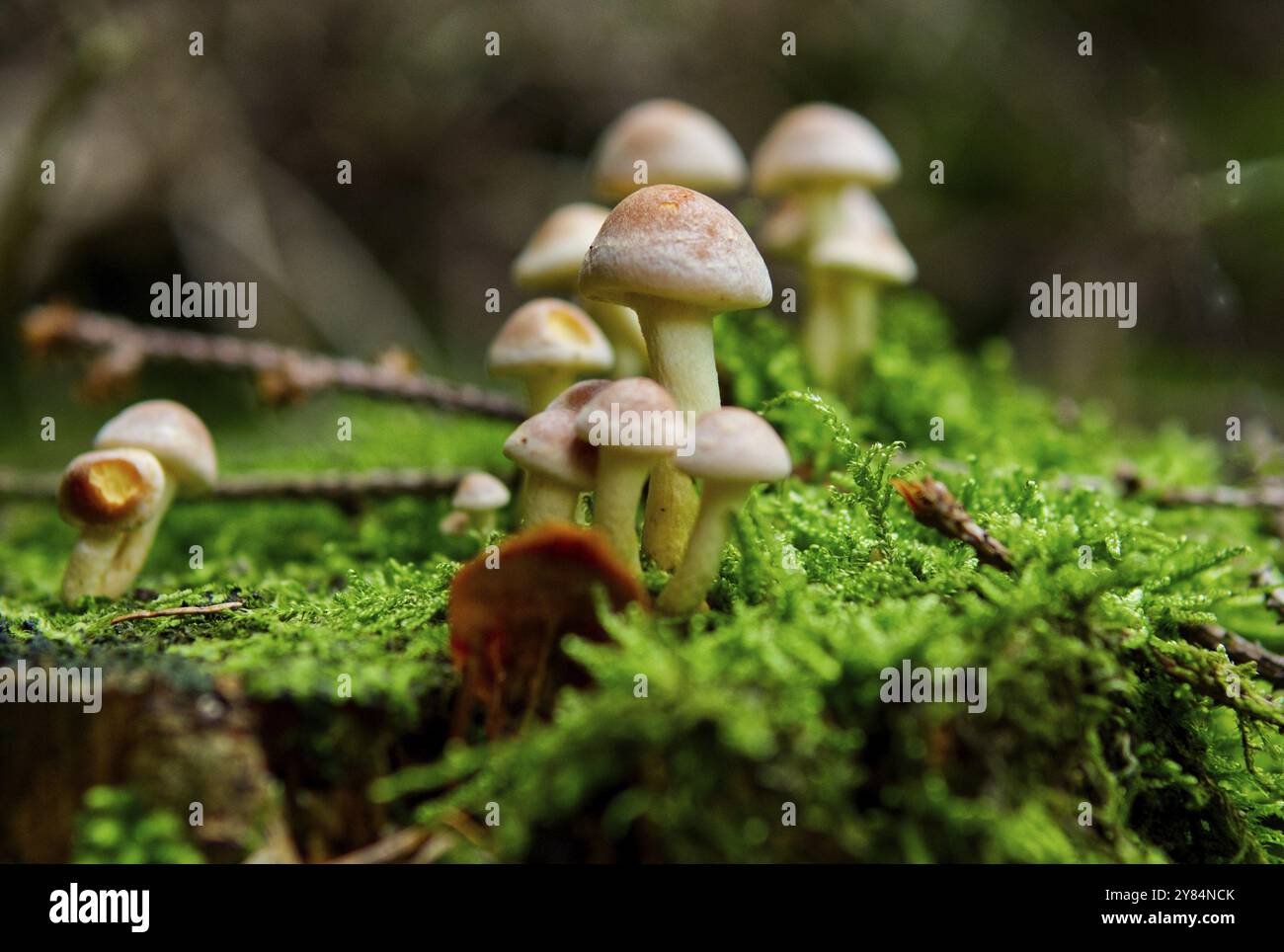 Sulphur head (Hypholoma fasciculare) in moss Stock Photo - Alamy