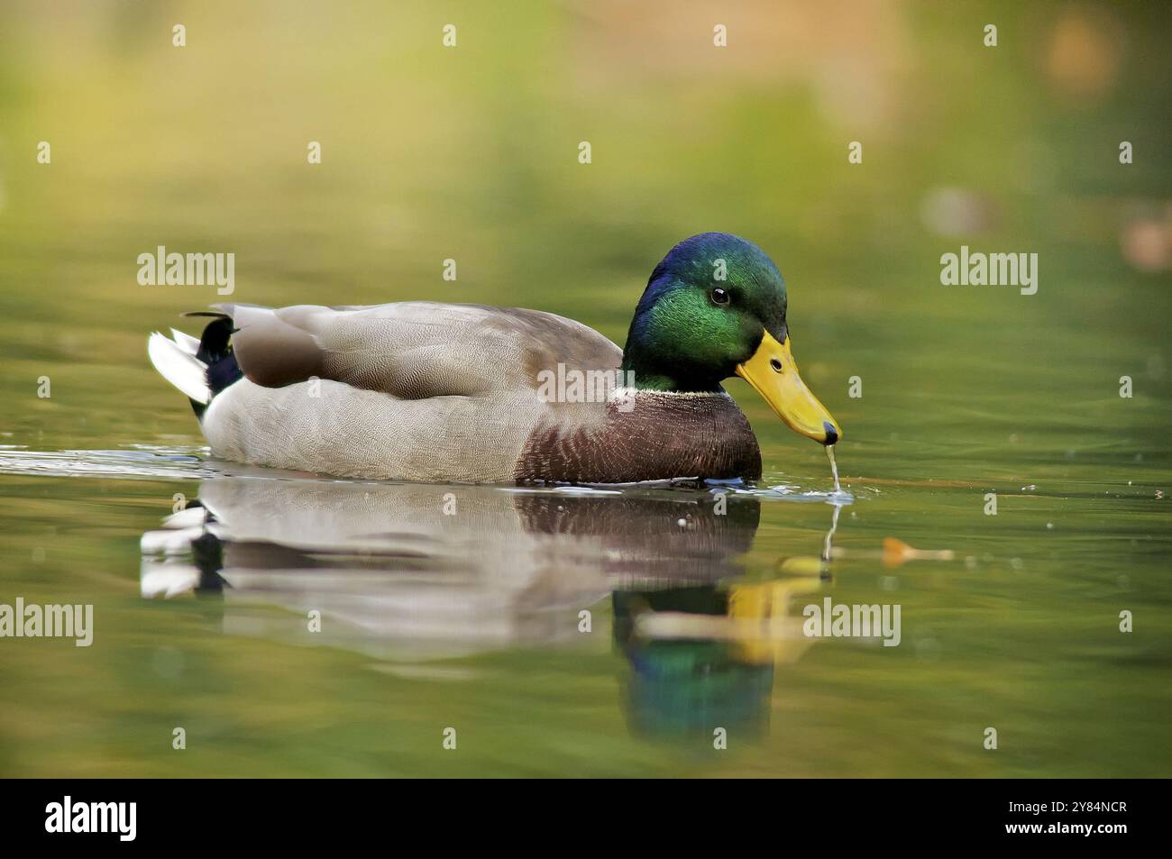 Male Mallard Male Mallard Stock Photo - Alamy