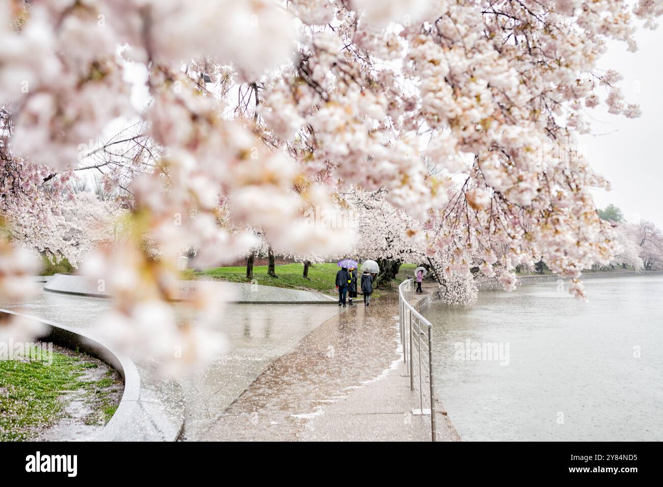 Dc tidal basin cherry bl hi-res stock photography and images - Alamy