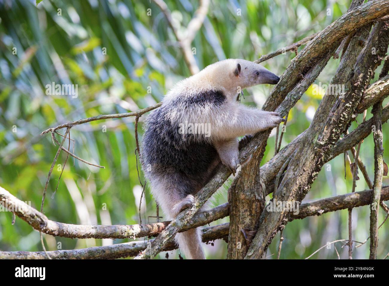 Southern tamandua (Tamandua tetradactyla) Pantanal Brazil Stock Photo ...