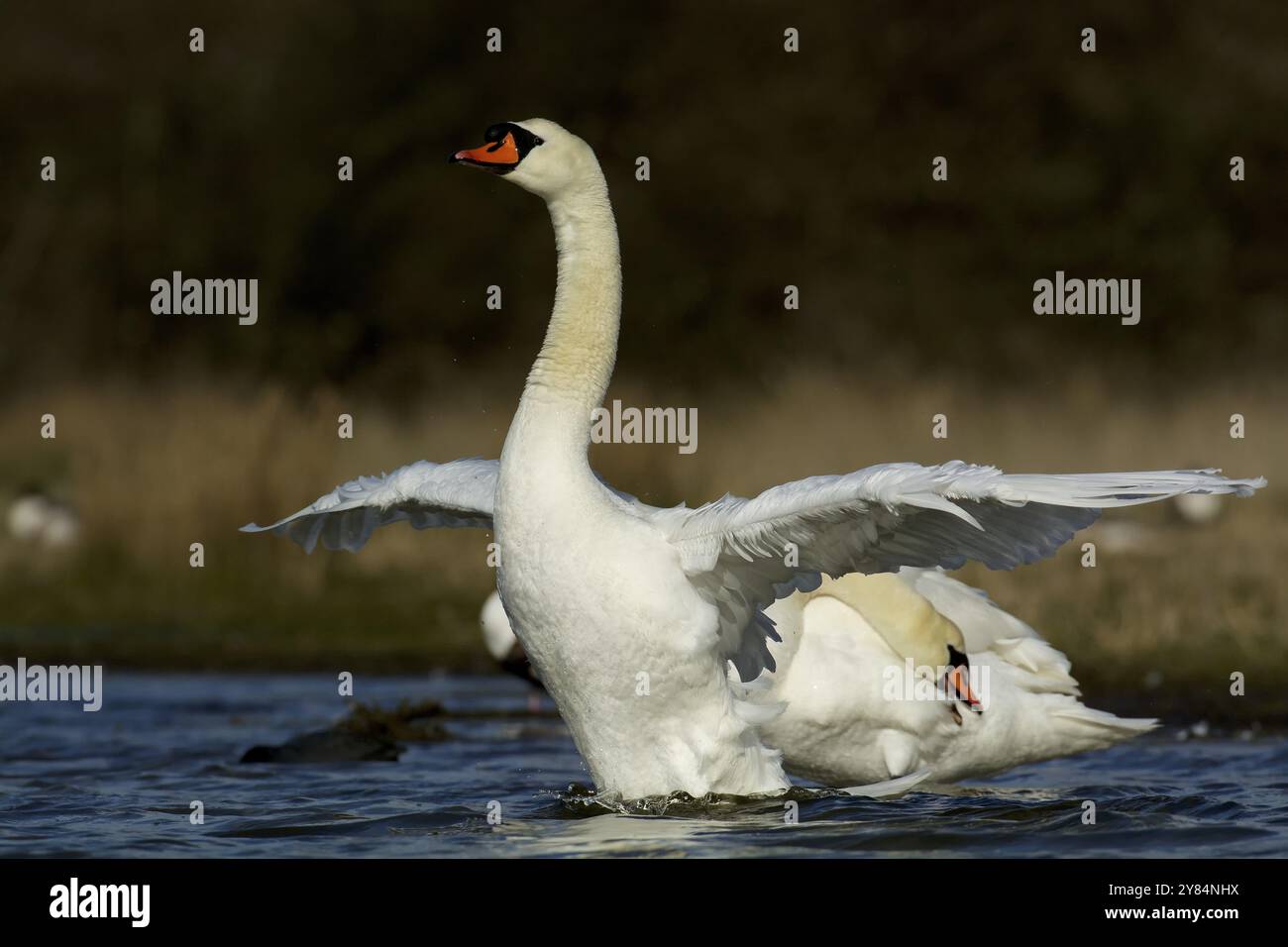 Swan spreads hi-res stock photography and images - Alamy