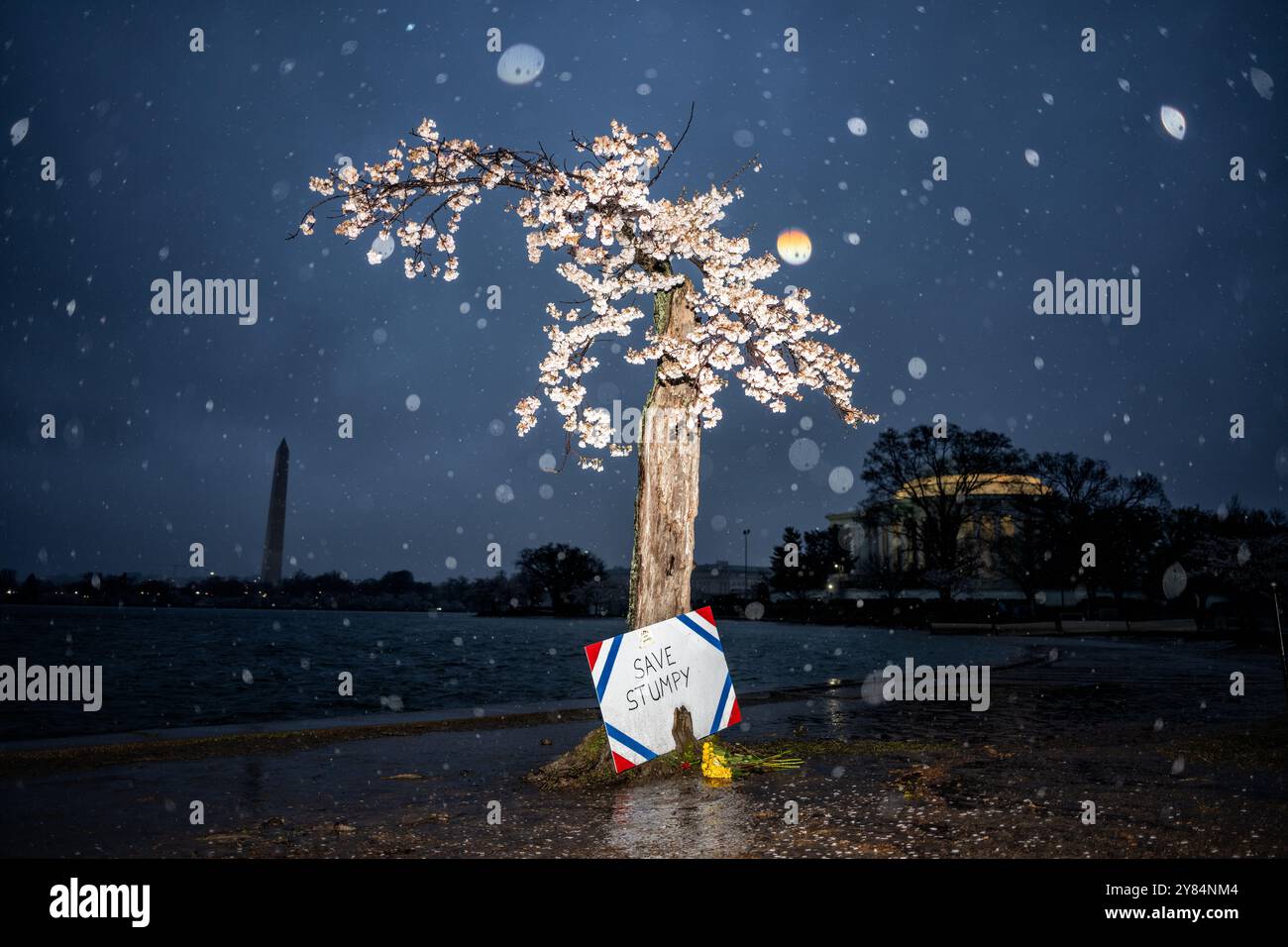 WASHINGTON DC — "Stumpy," a gnarled Yoshino cherry tree, blooms for its ...