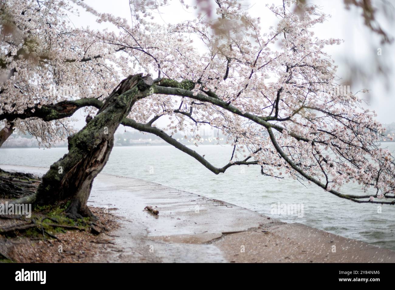 WASHINGTON DC, United States — Cherry blossom petals fall in the rain ...