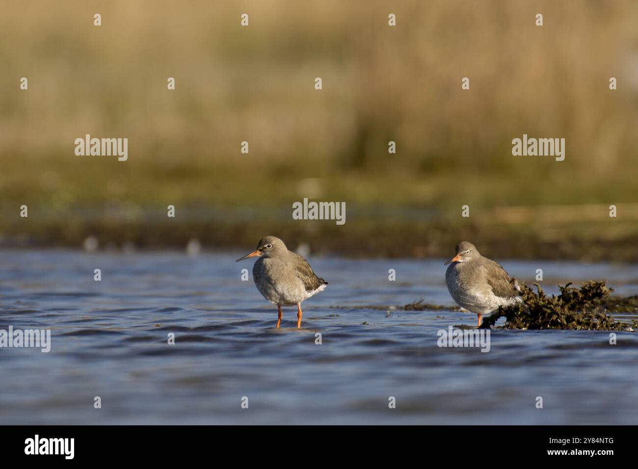 Pair of redshanks hi-res stock photography and images - Alamy