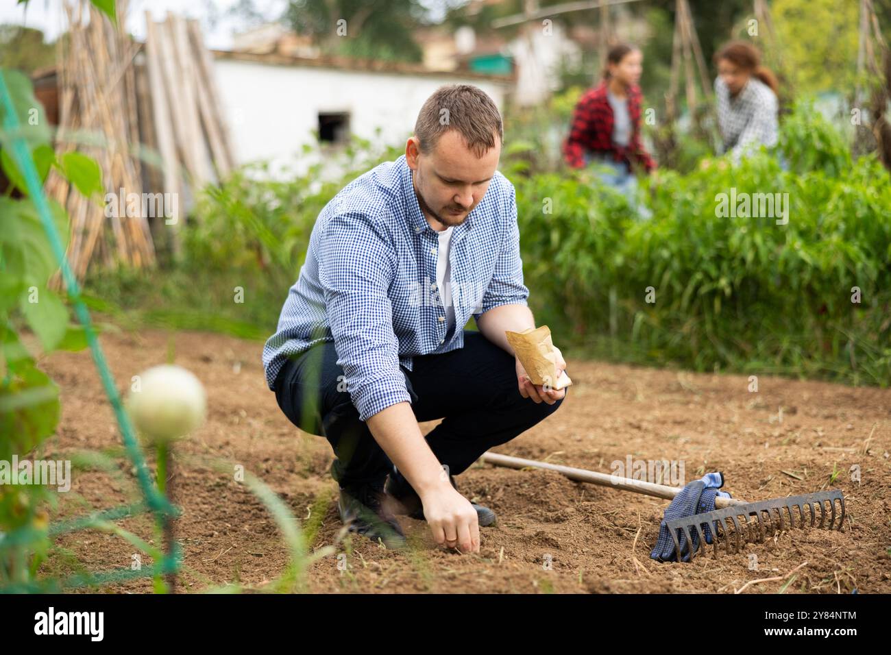 Guy is planting seeds in open ground Stock Photo - Alamy