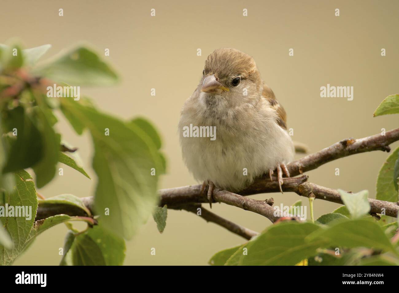 House sparrow in a tree. House sparrow sitting in a tree Stock Photo ...