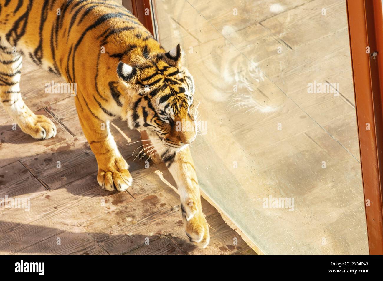 A tiger is walking through a glass door. The tiger is looking out the ...