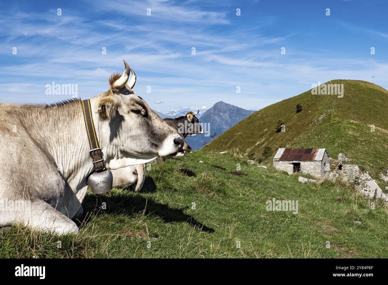 Italian cow breeds hi-res stock photography and images - Alamy