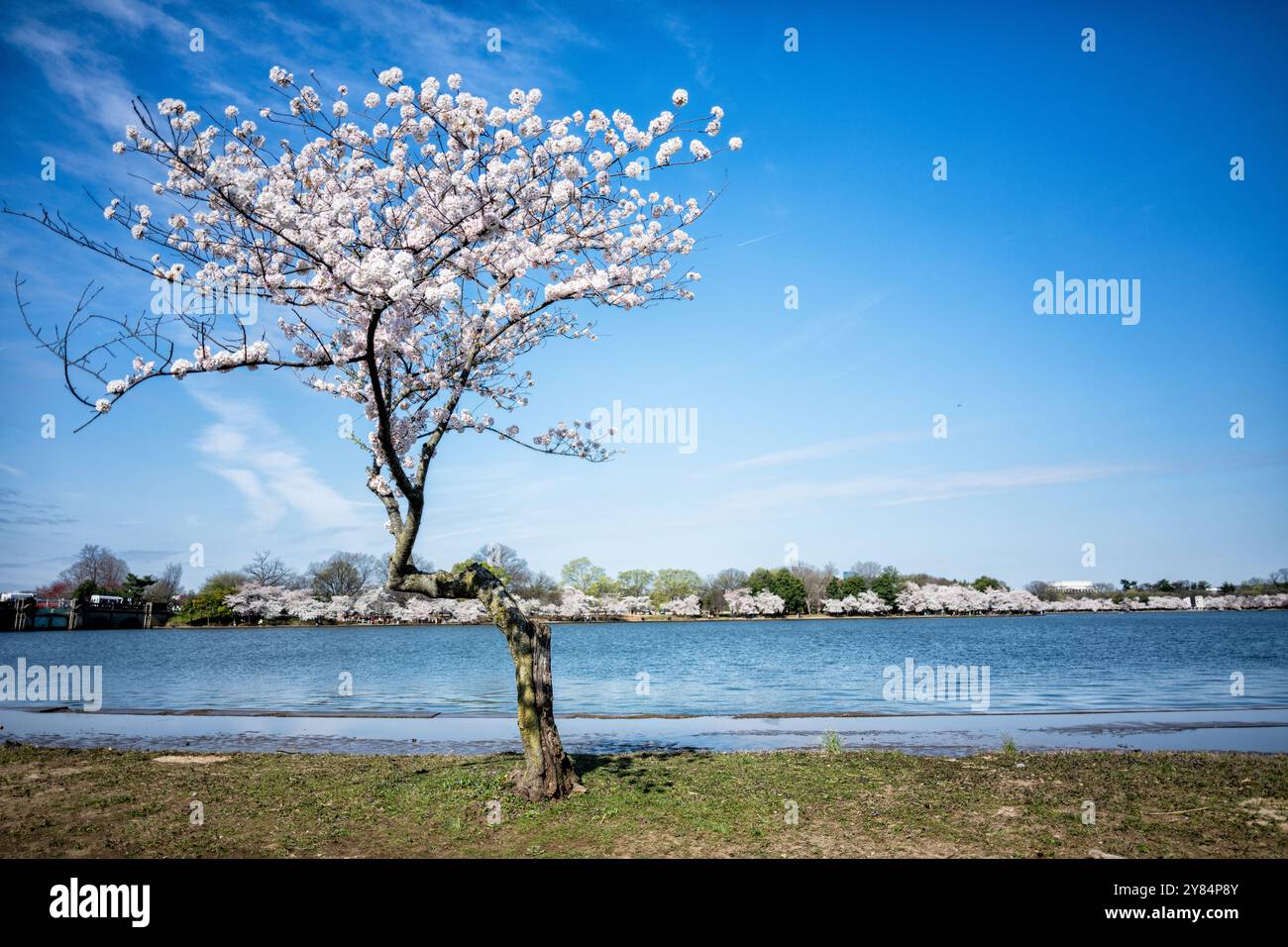 WASHINGTON DC — A cherry tree with stunted growth, popularly known as ...