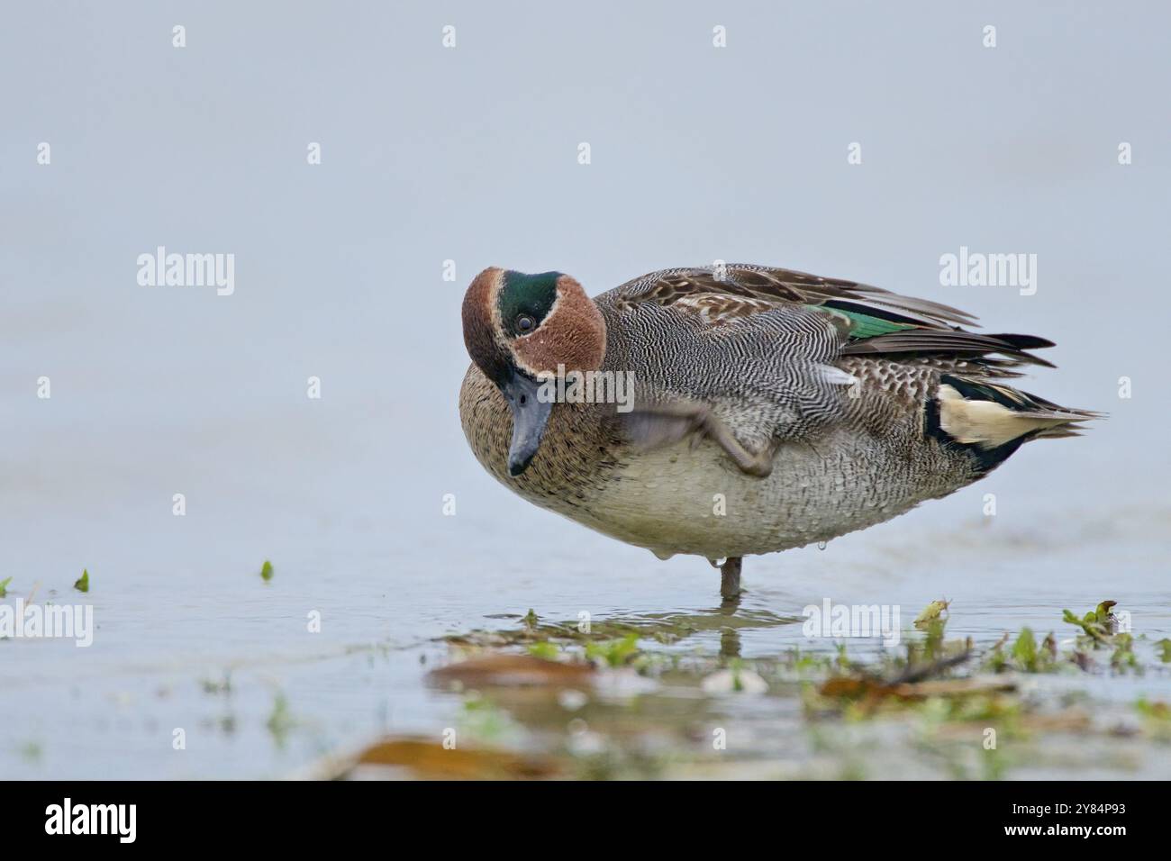 Eurasian green winged teal in hi-res stock photography and images - Alamy