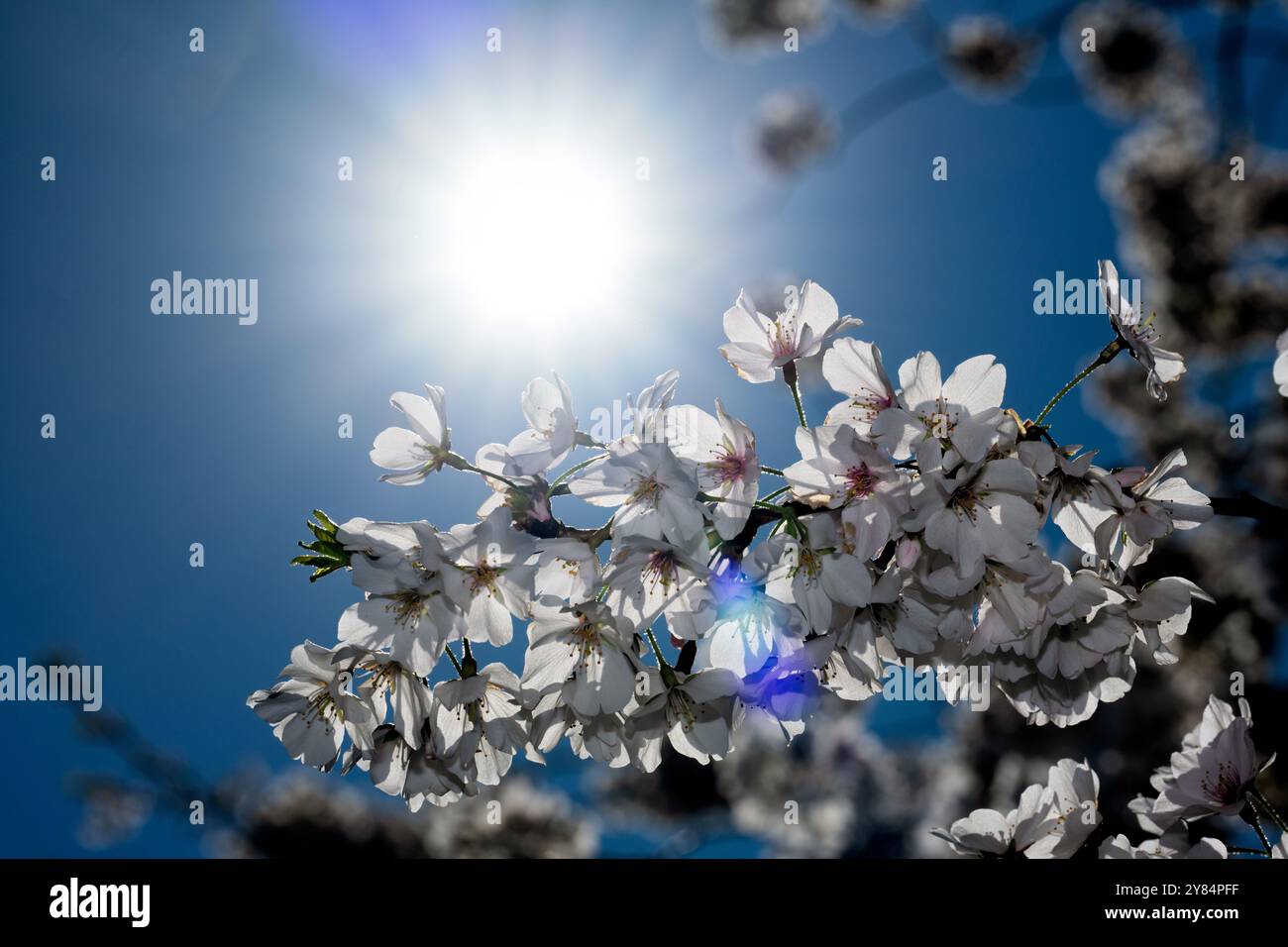 WASHINGTON DC, United States — A close-up view of cherry blossom ...