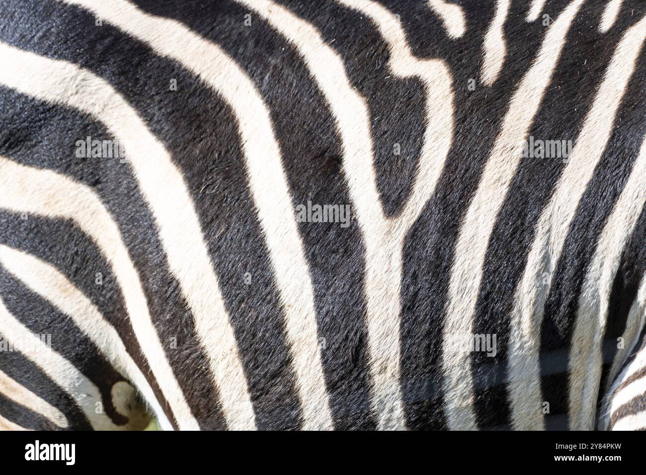 The zebra's stripes are black and white. The stripes are very close ...