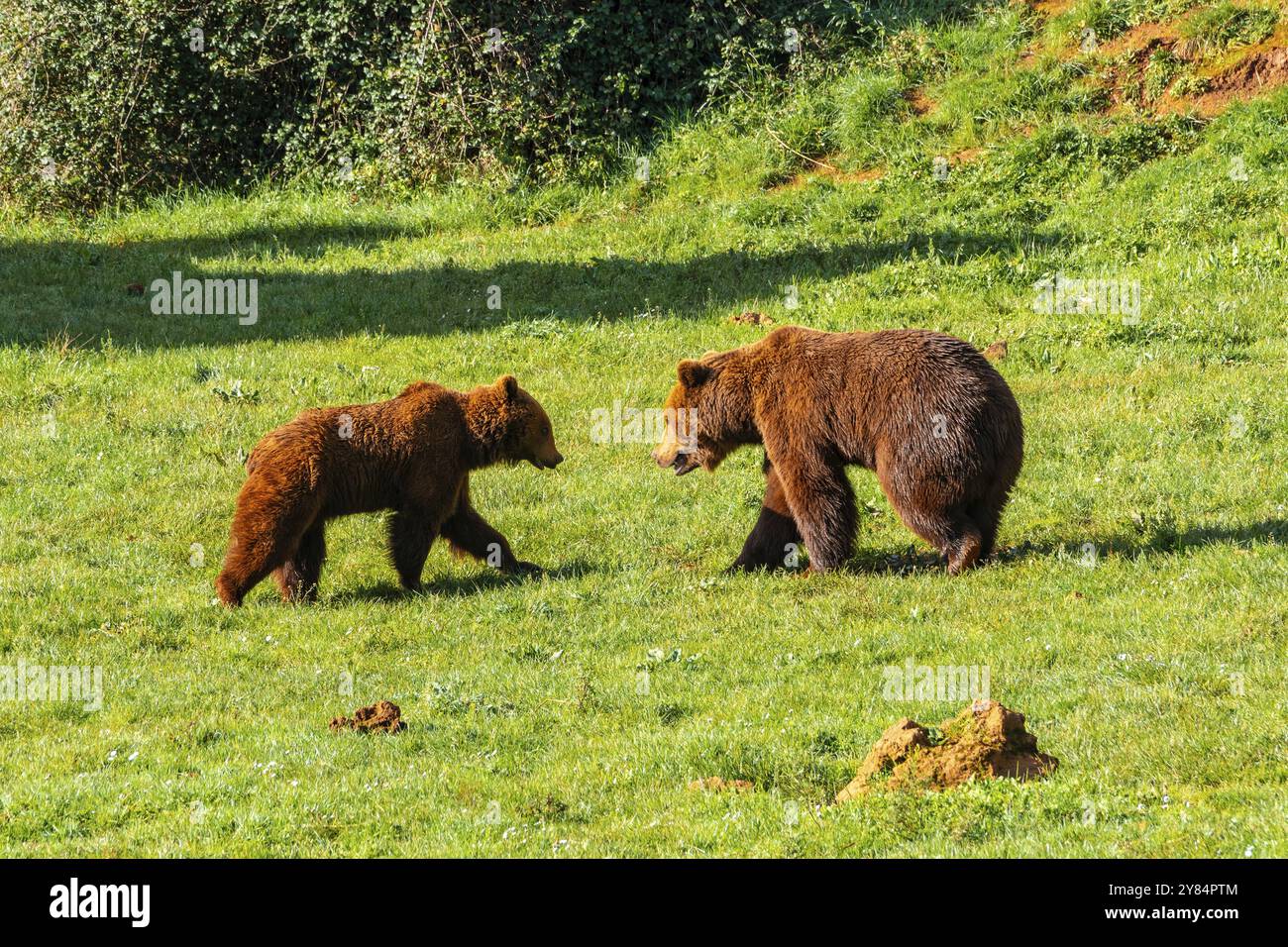 Two bears walking in a grassy field. One is smaller than the other ...