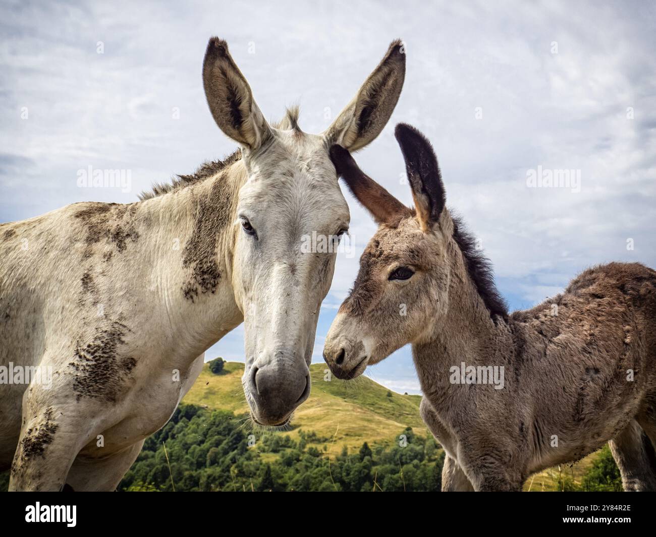 Donkey head close-up in the countryside Stock Photo - Alamy