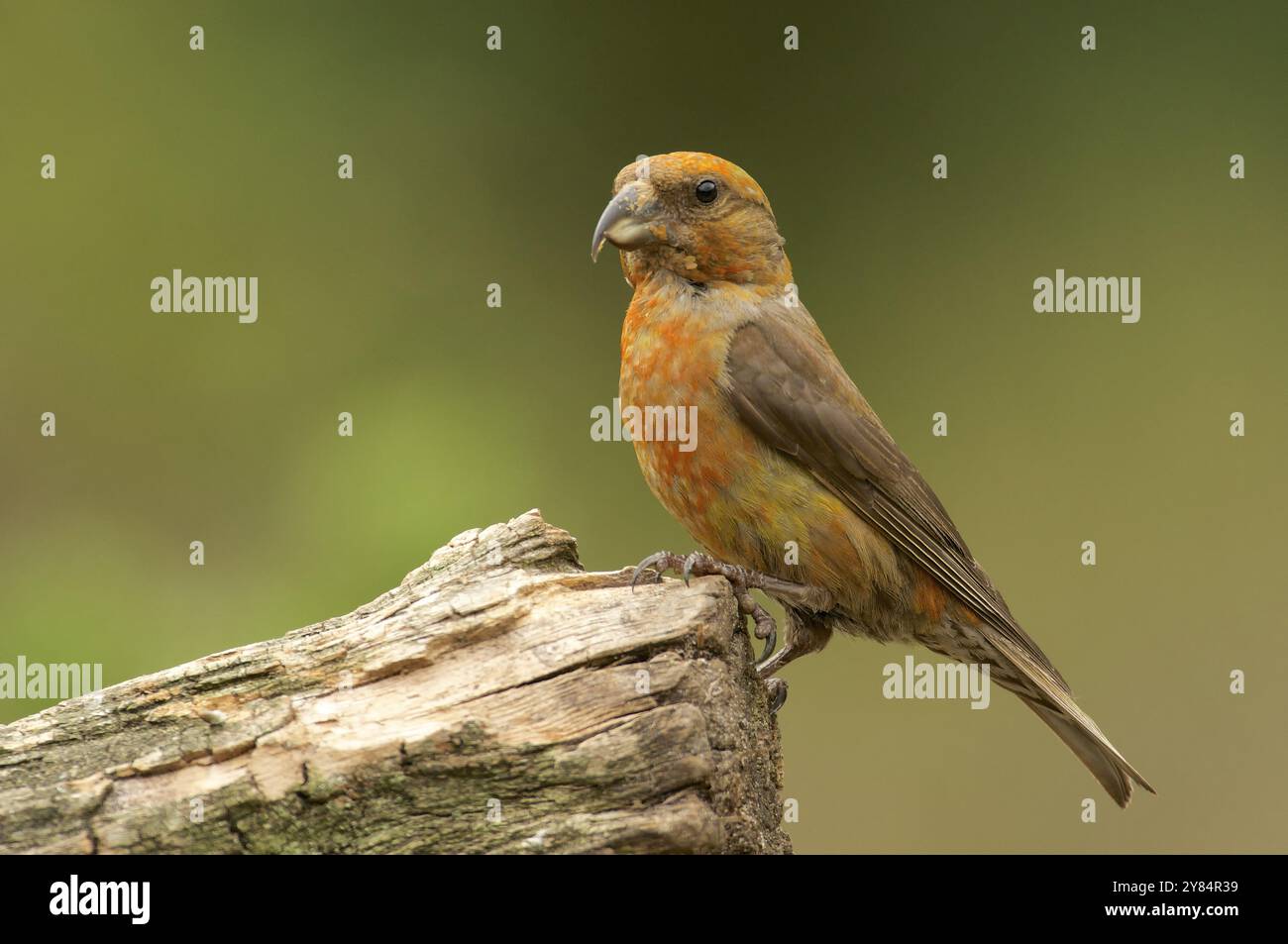 Crossbills natural habitat hi-res stock photography and images - Alamy