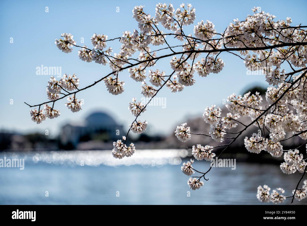 WASHINGTON DC, United States — Cherry blossoms in full bloom frame the ...
