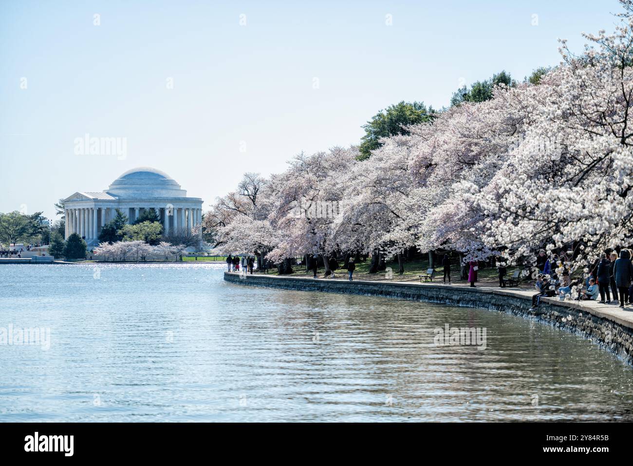 WASHINGTON DC — Yoshino cherry trees bloom along the Tidal Basin, with ...