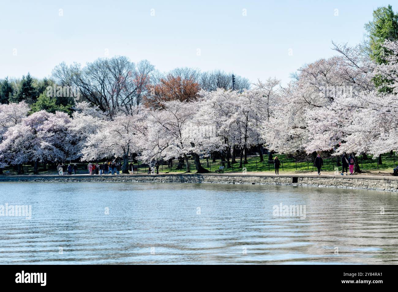WASHINGTON DC — Blooming Yoshino cherry trees line the banks of the ...
