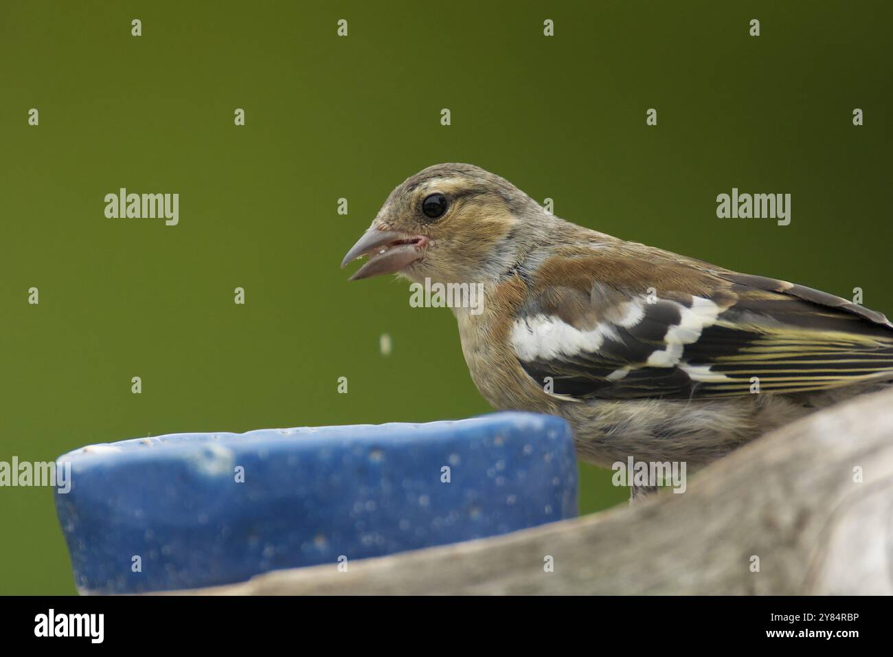 Female Common Chaffinch at the feeder Stock Photo - Alamy