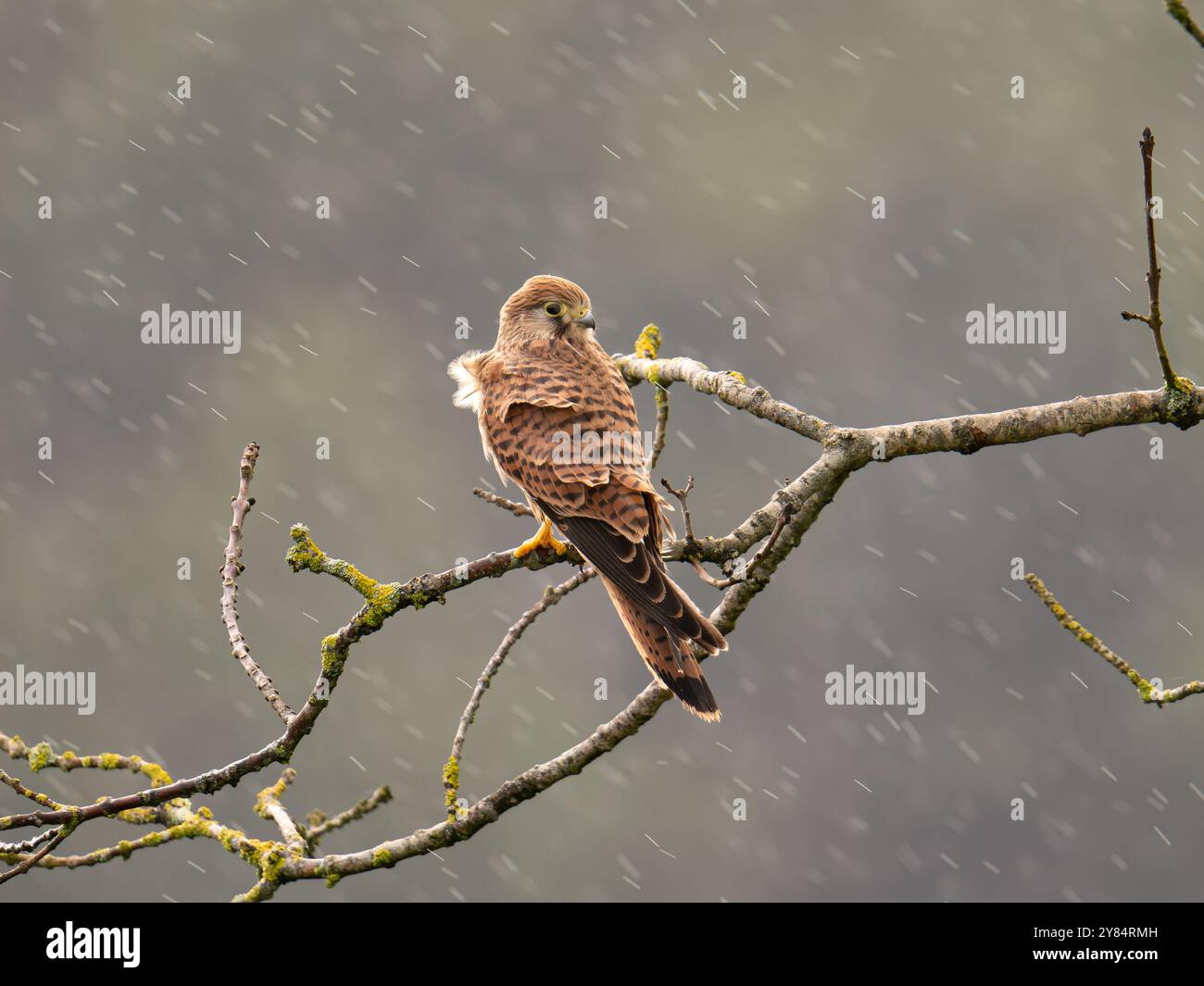 Beautiful kestrel in a tree on Clifton down in Bristol UK Stock Photo ...