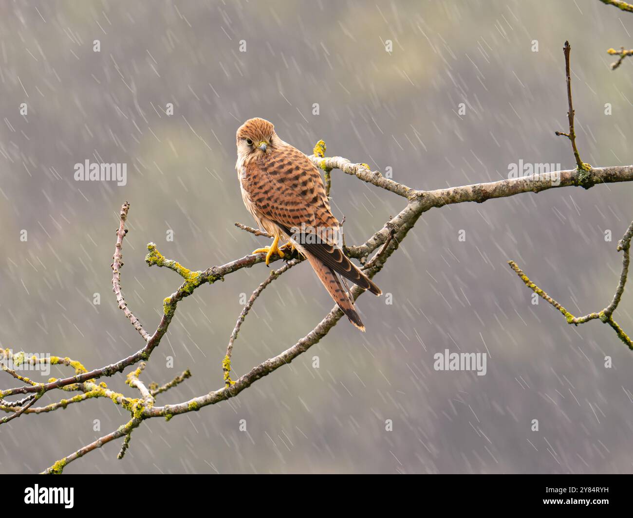 Beautiful kestrel in a tree Stock Photo - Alamy