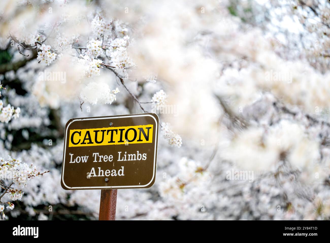 Caution low tree limbs ahead hi-res stock photography and images - Alamy