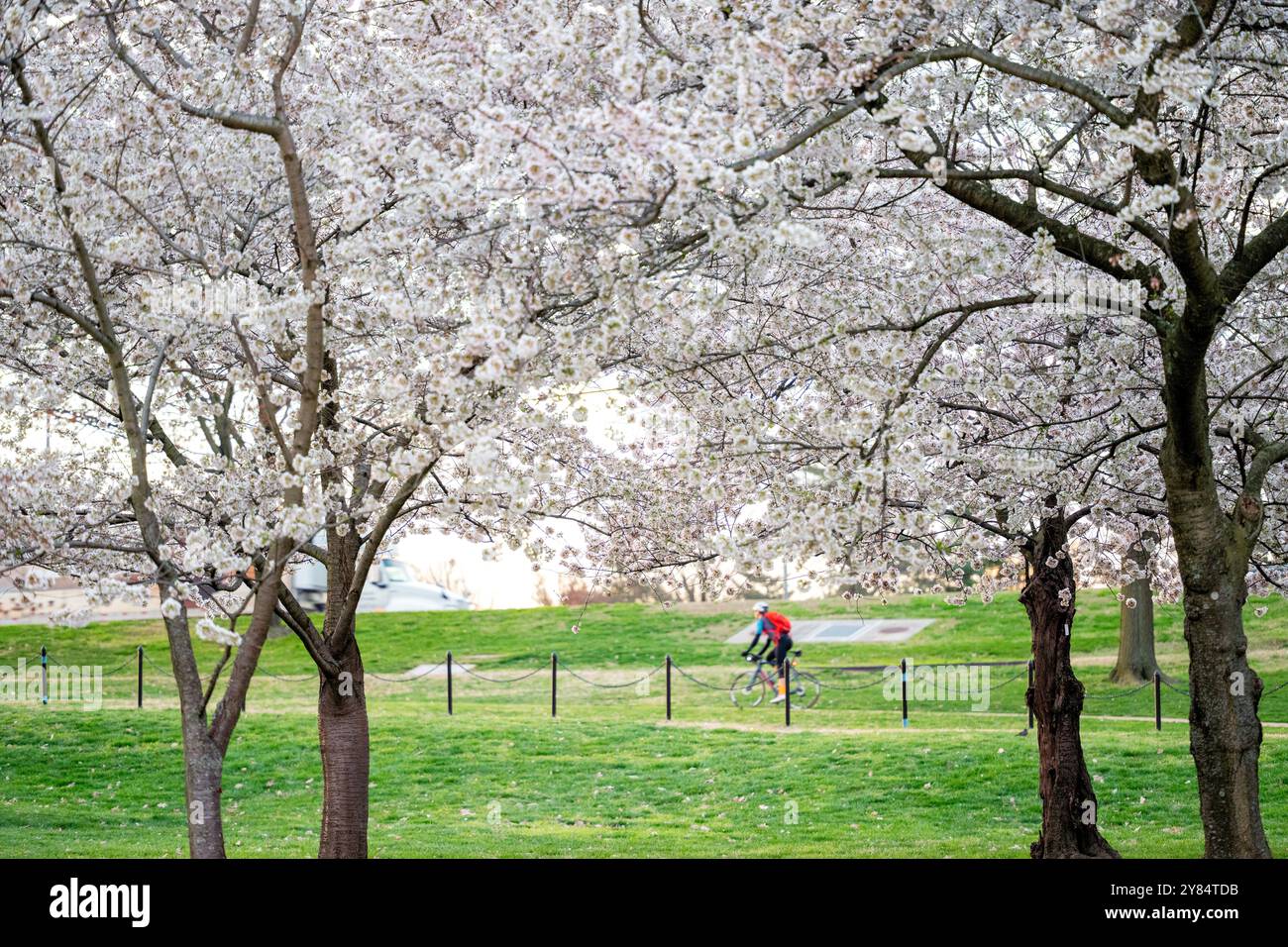 WASHINGTON DC, United States — A cyclist rides under a stunning canopy ...